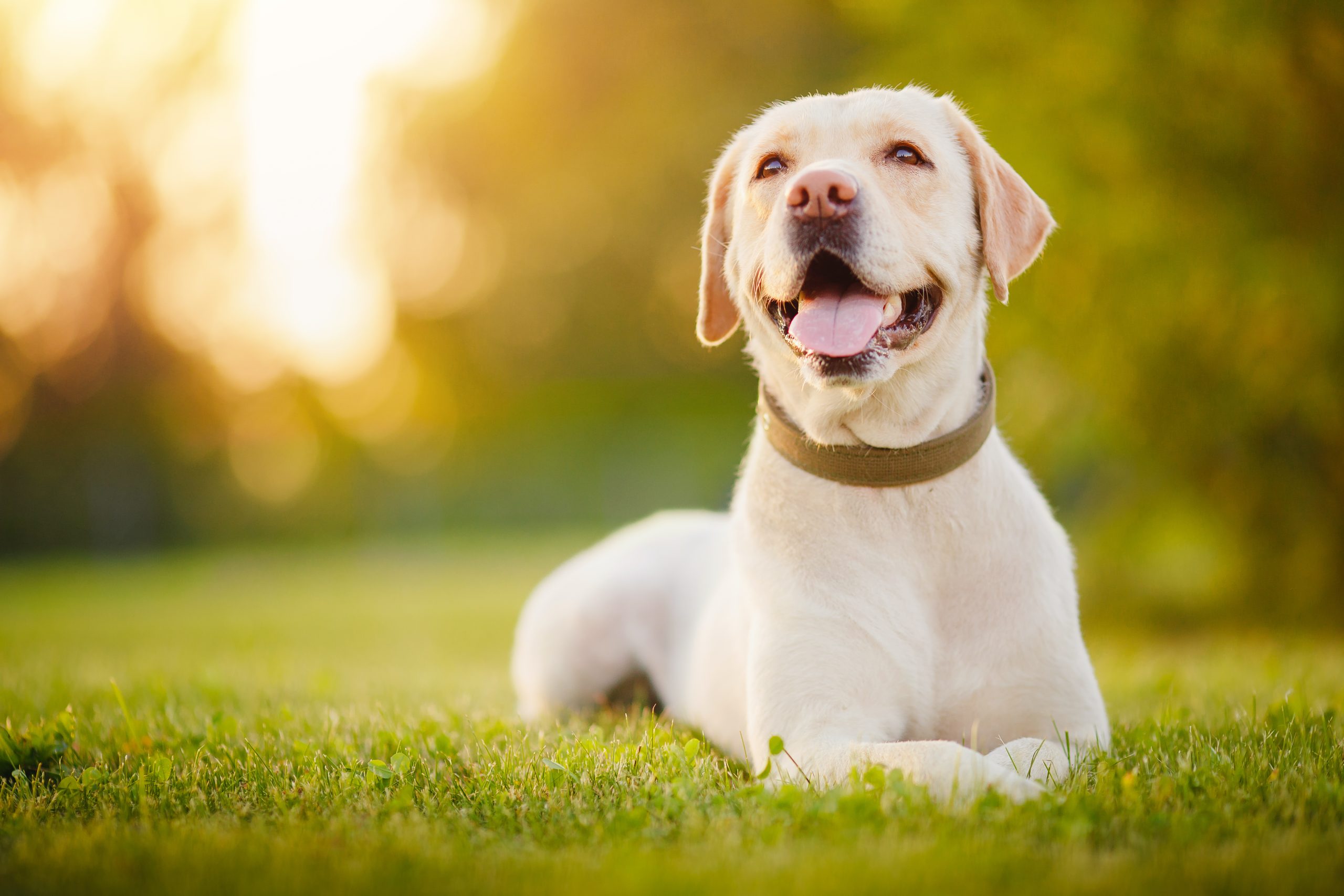 Understanding Your Dog’s Dietary Needs: A Guide for Pet Parents ...